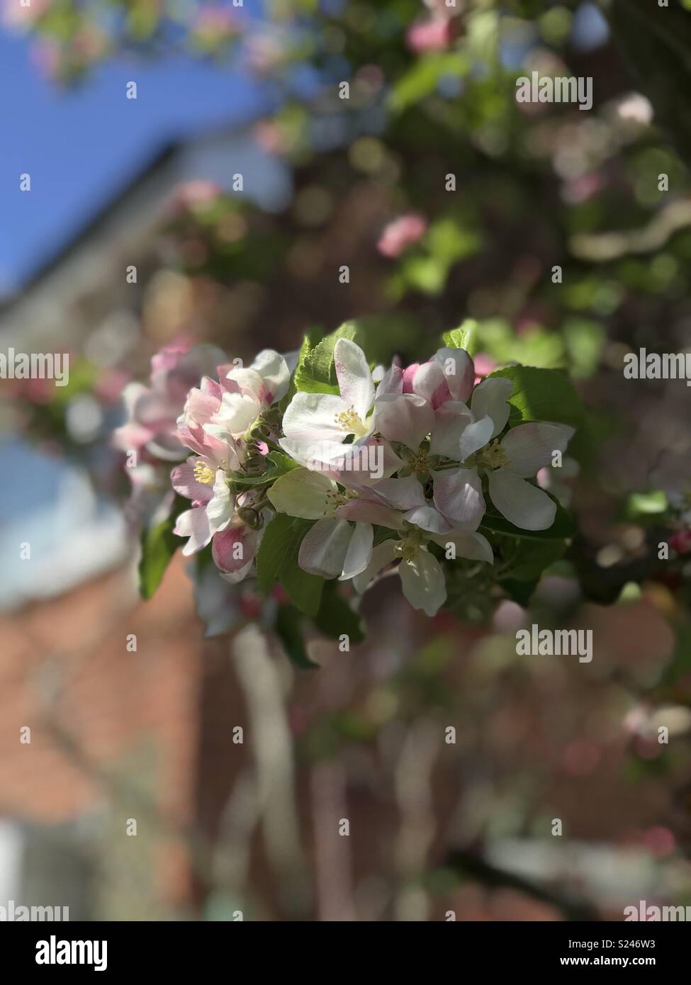 Apple tree spring blossom Stock Photo - Alamy
