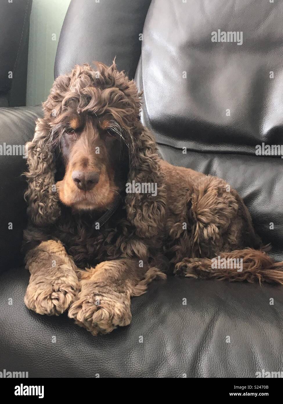 Chocolate cocker spaniel hi-res stock photography and images - Alamy