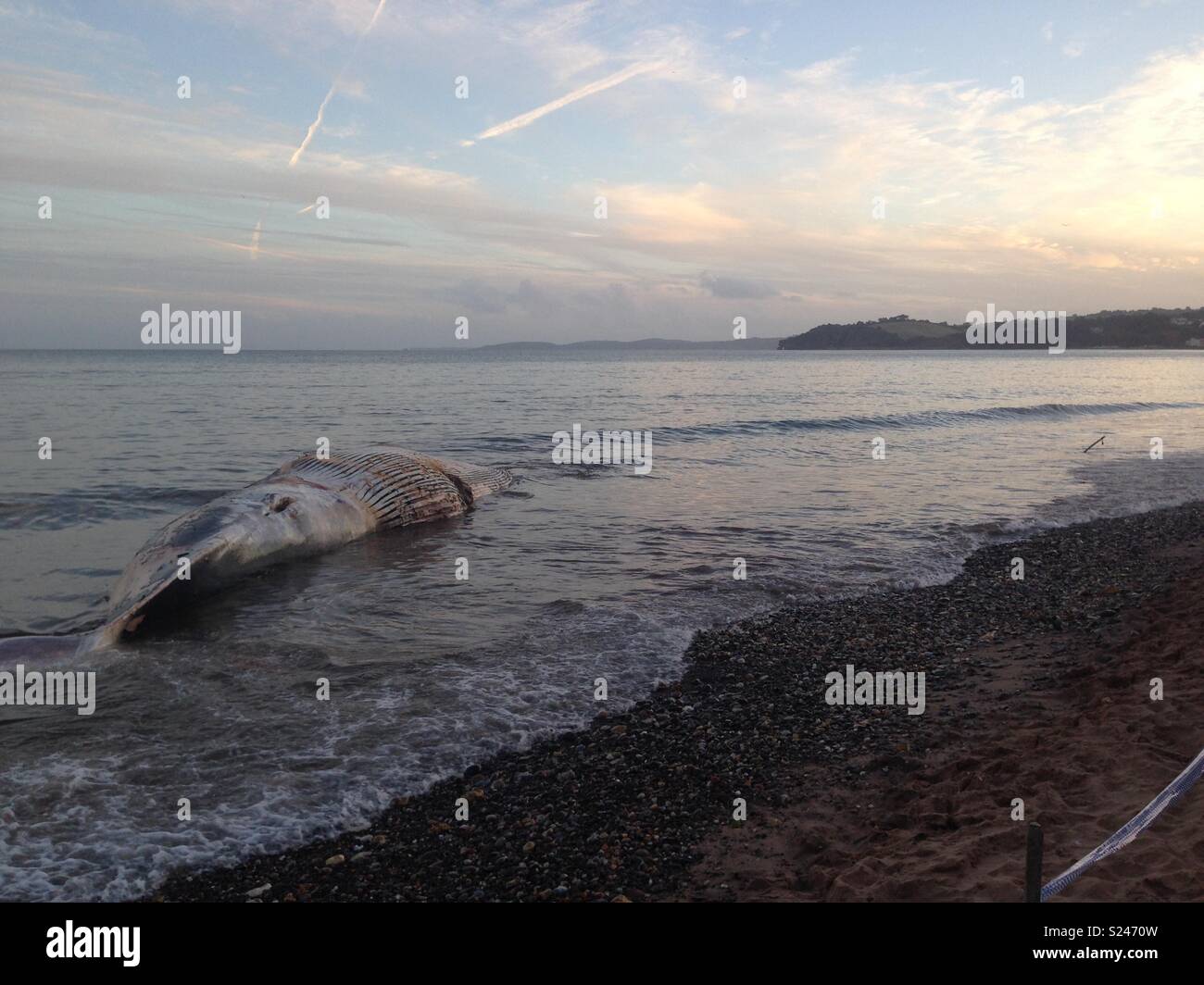 Beached whale hi-res stock photography and images - Alamy