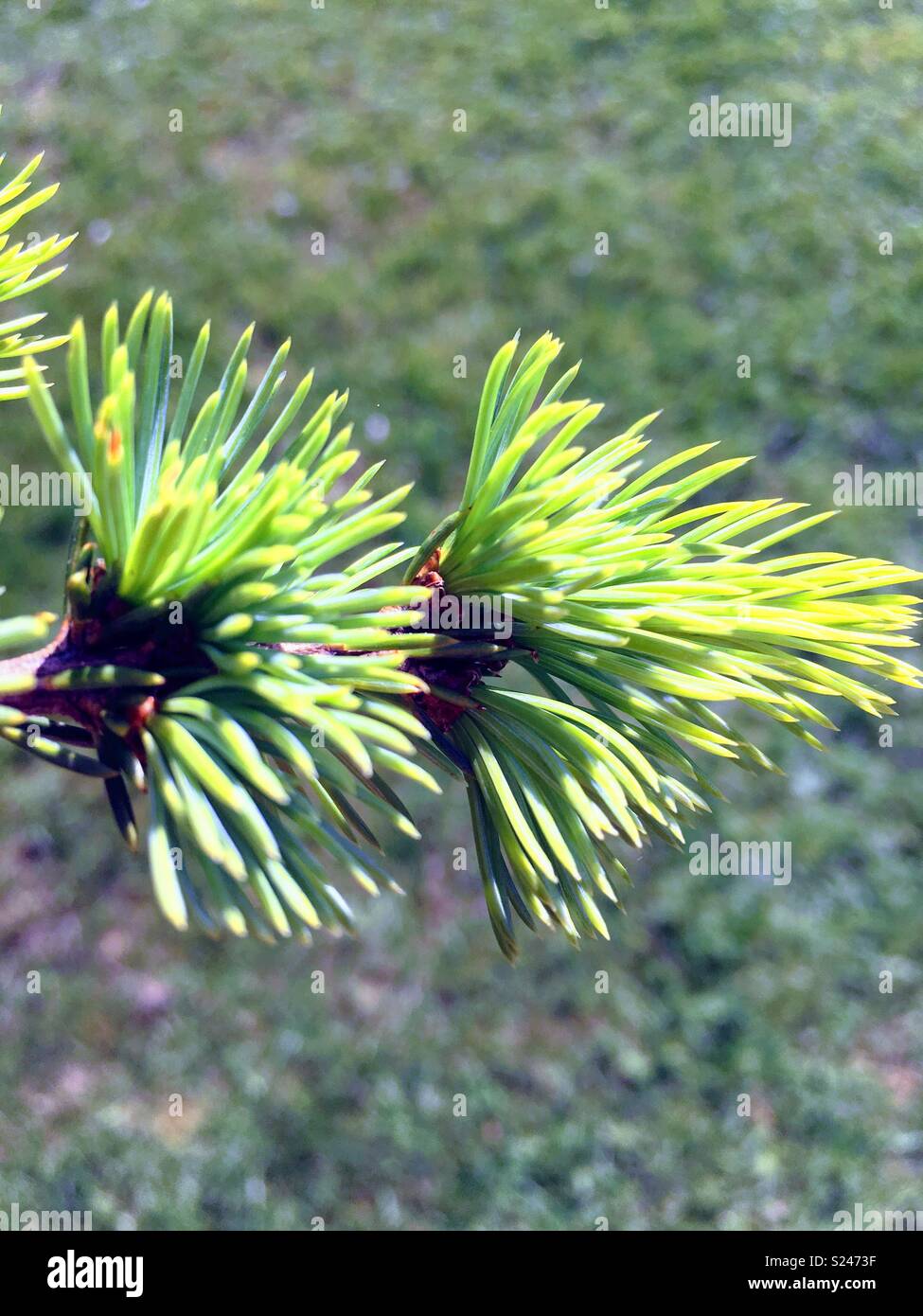 Tandem growth hi-res stock photography and images - Alamy