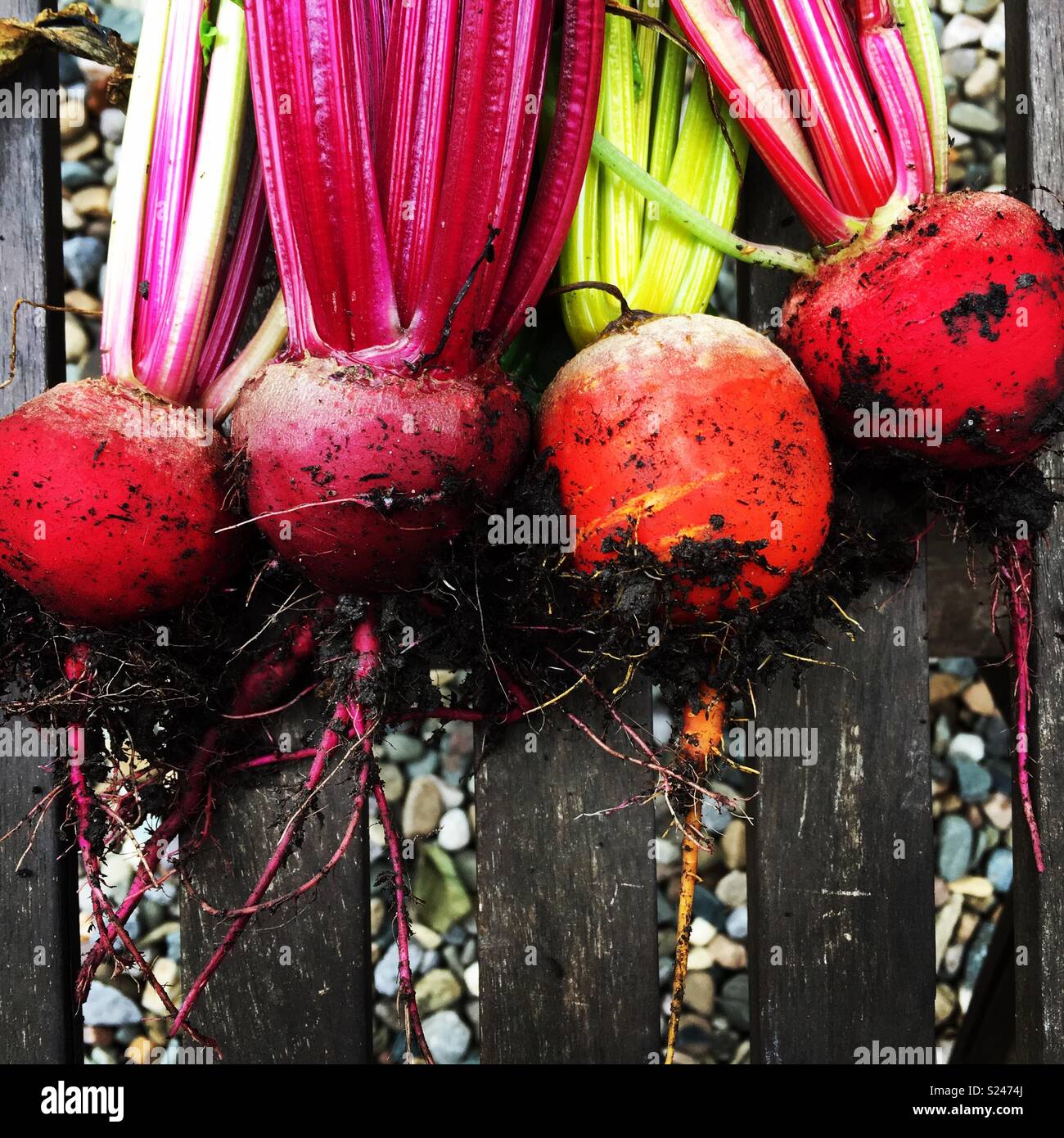 Beetroot varieties hi-res stock photography and images - Alamy