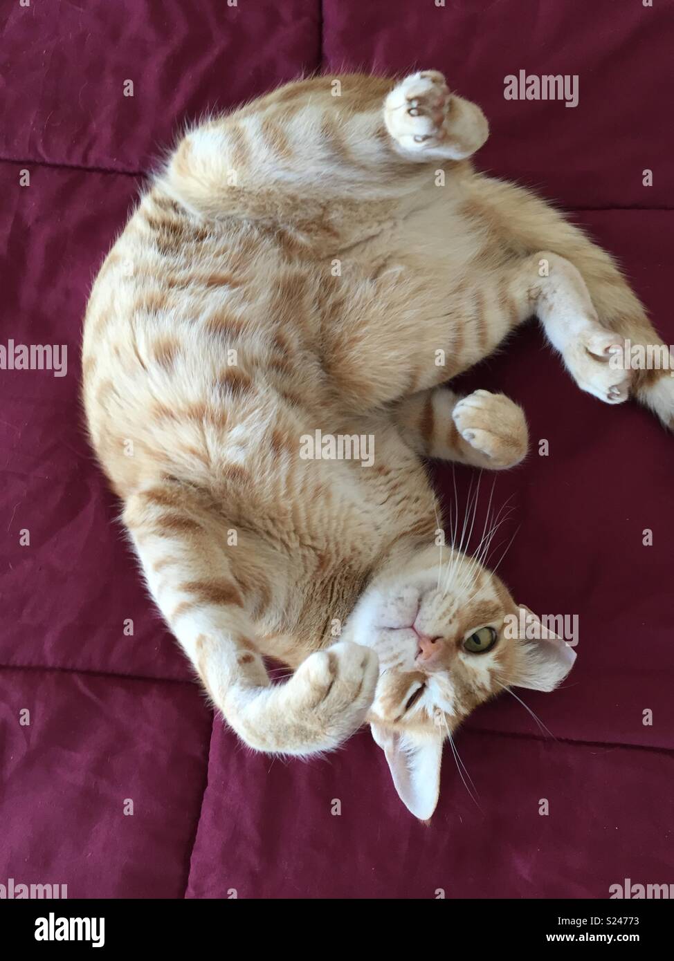 Cat giving eye wink Stock Photo - Alamy