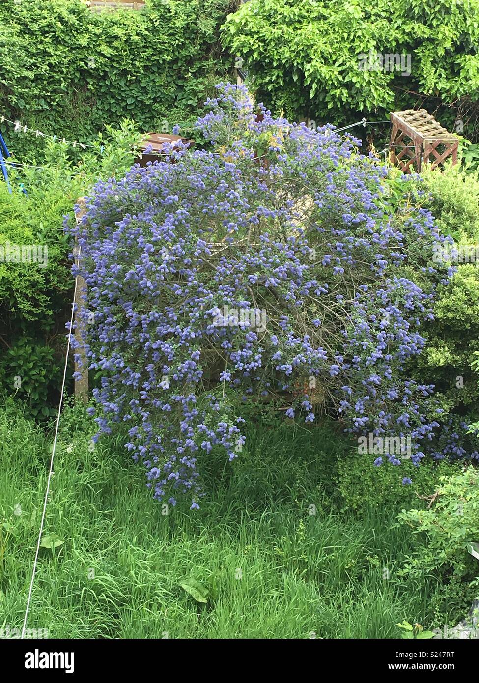 Iris Tree High Resolution Stock Photography and Images - Alamy
