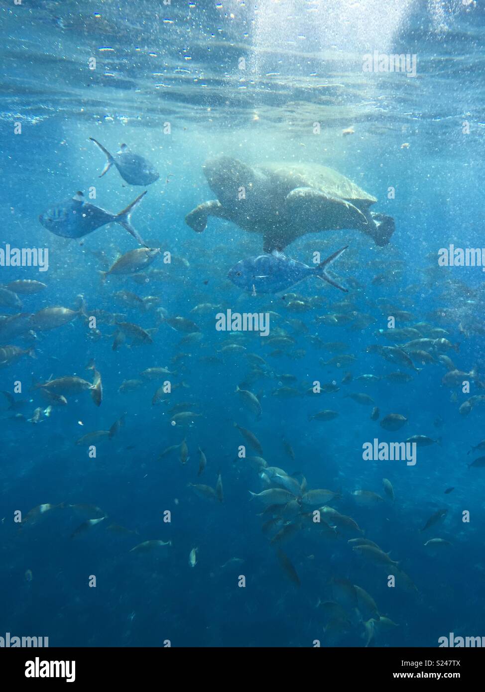 Turtle submarine hi-res stock photography and images - Alamy