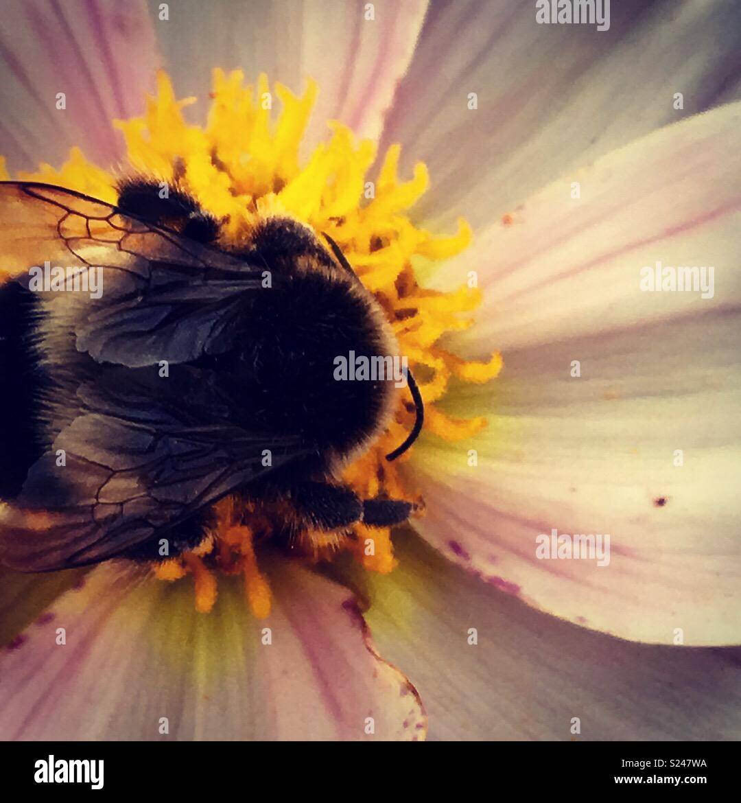 Bees wings hi-res stock photography and images - Alamy