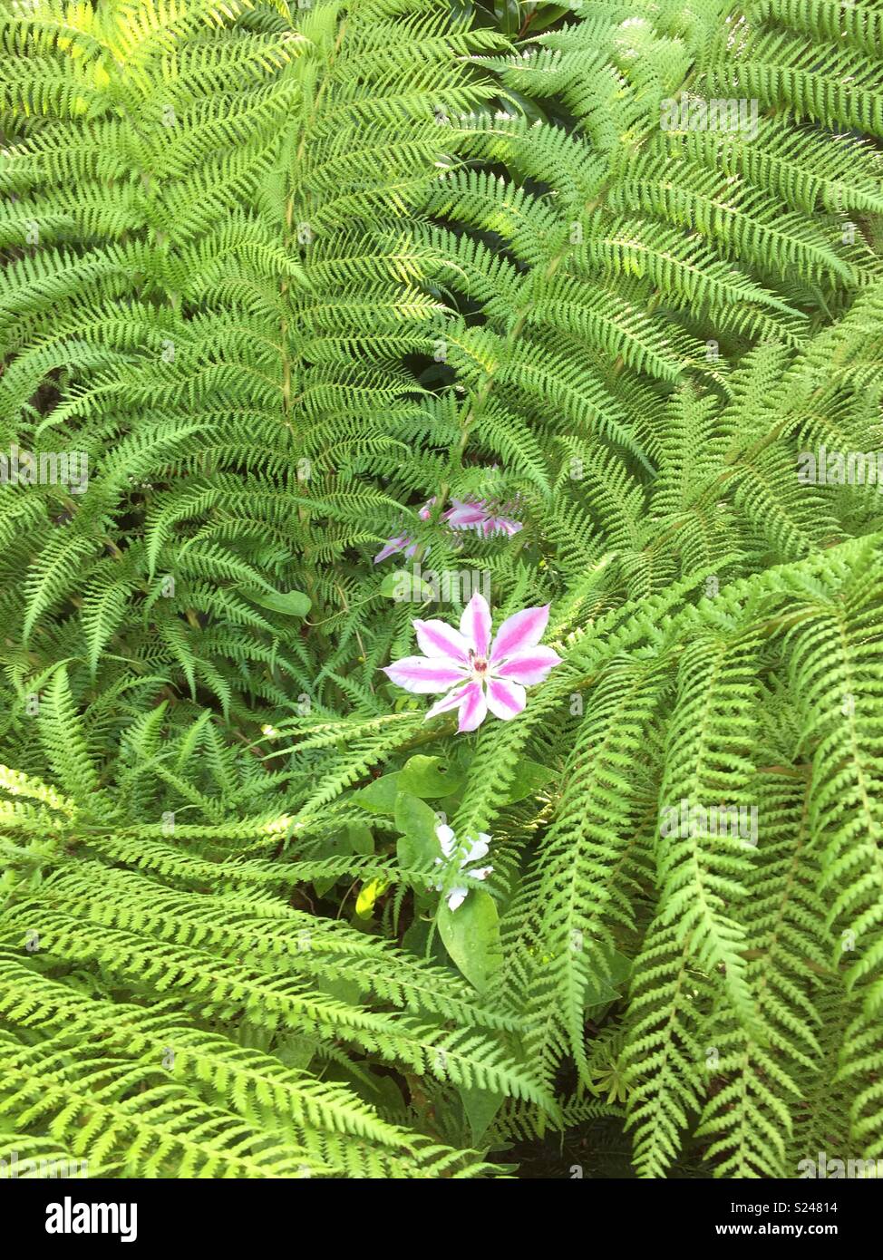 Single flower bloom hi-res stock photography and images - Alamy