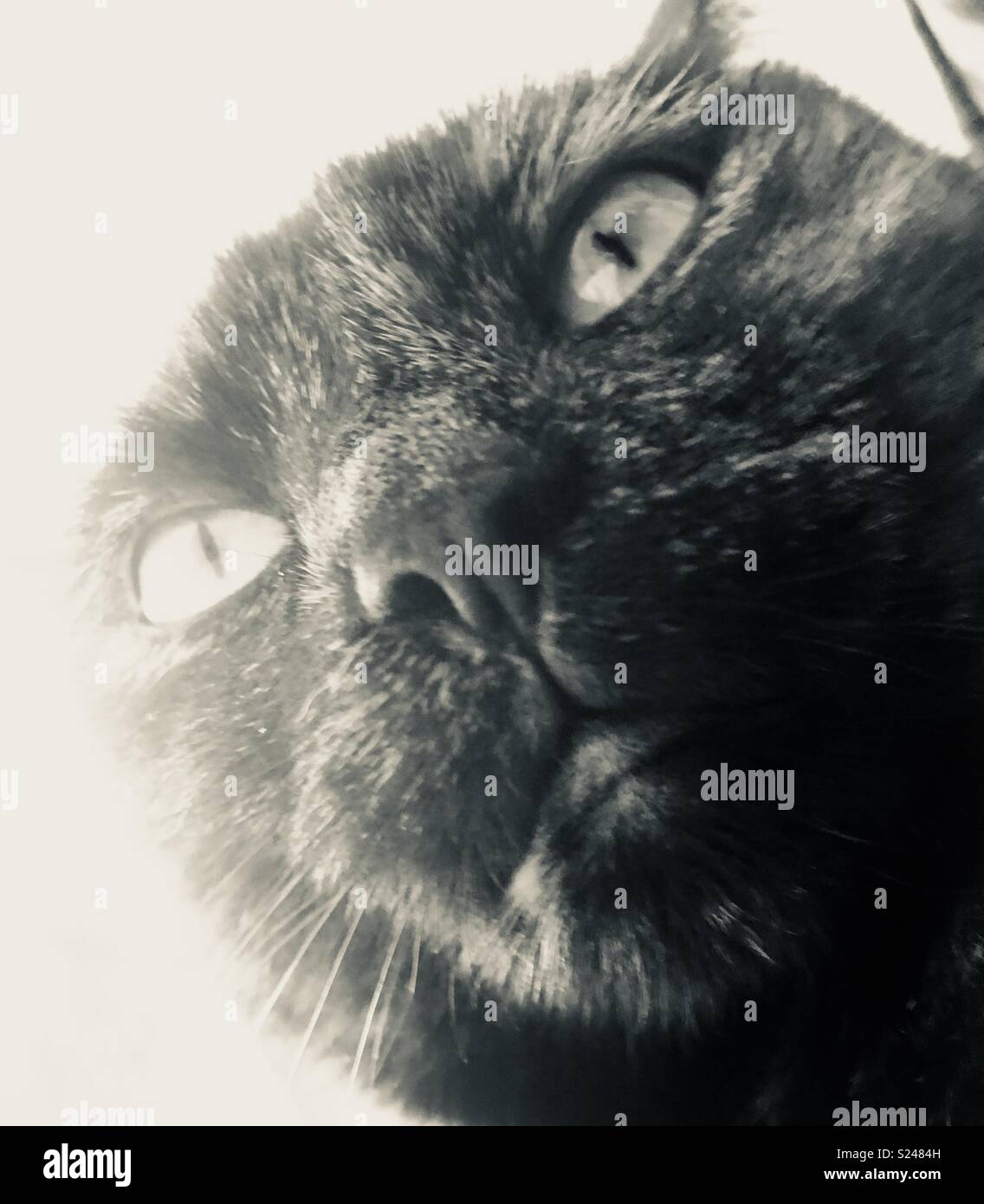 Cat judging hi-res stock photography and images - Alamy