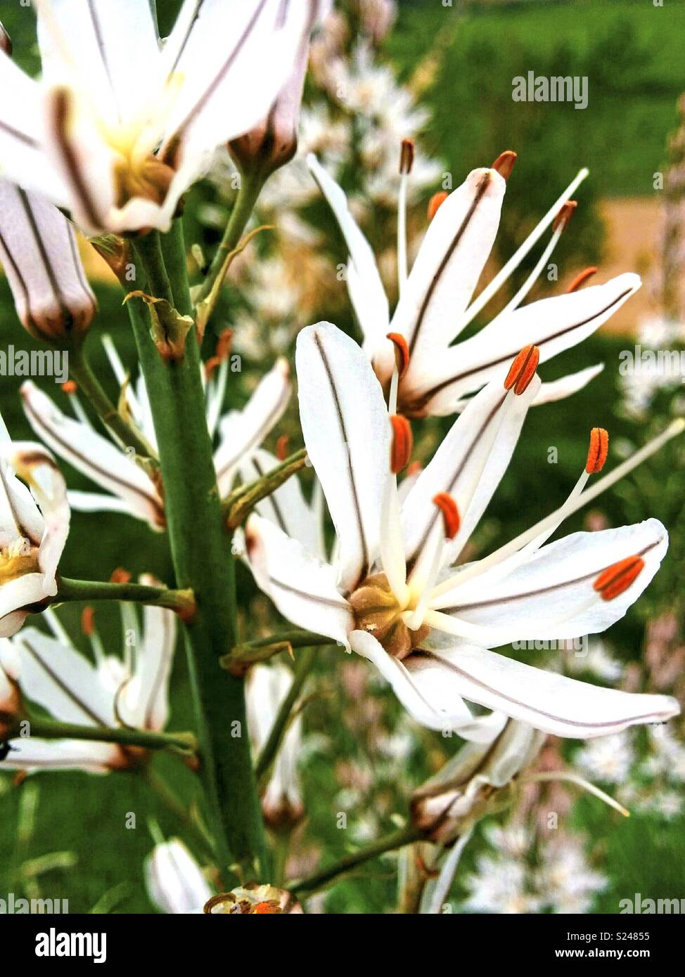 Asphodel plant hi-res stock photography and images - Alamy
