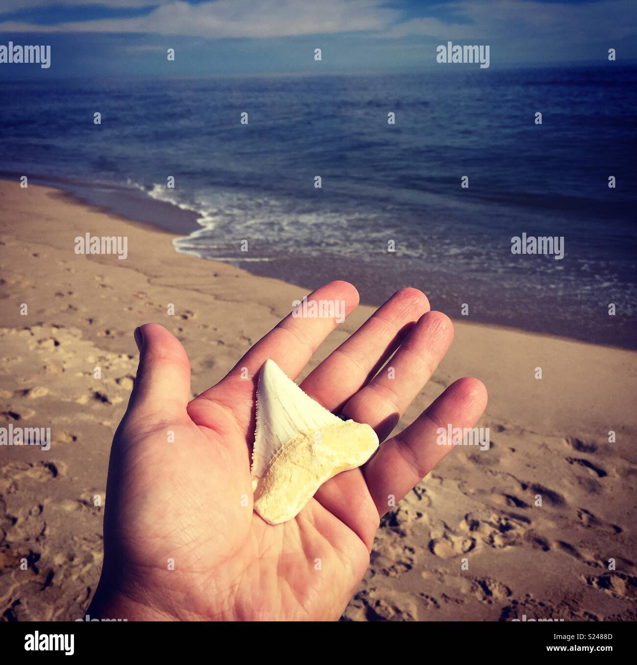 Shark tooth hi-res stock photography and images - Alamy