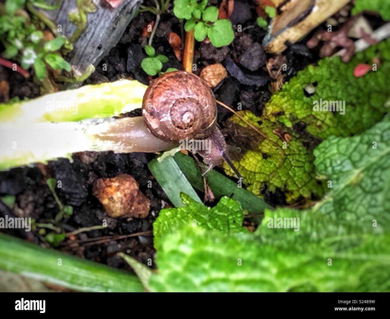 Snail trail hi-res stock photography and images - Alamy