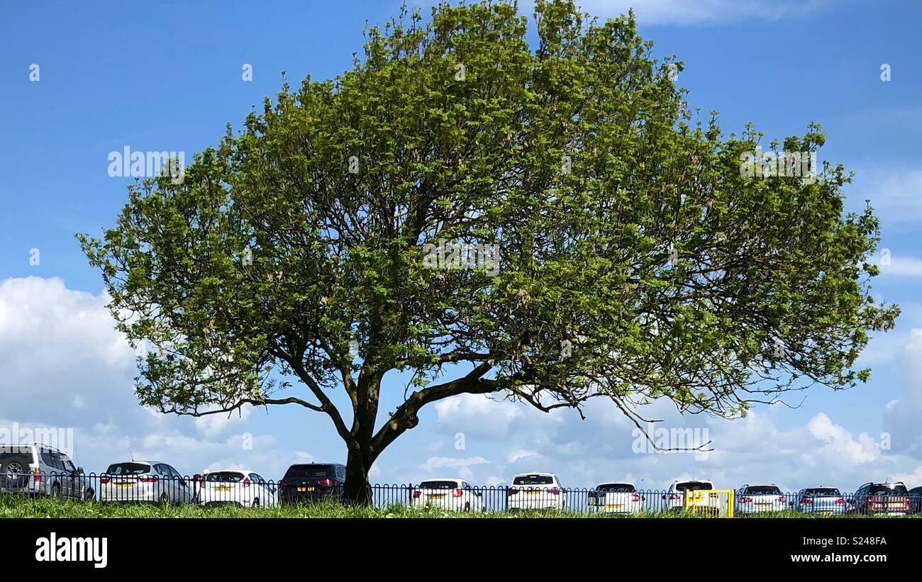 Tree and cars hi-res stock photography and images - Alamy