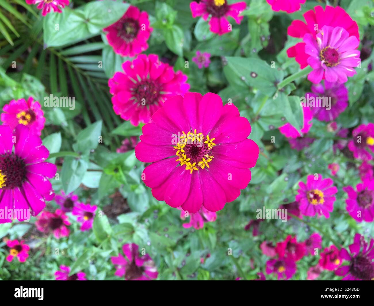 Philippines Wow Philippine Cosmos Flowers, 52% OFF