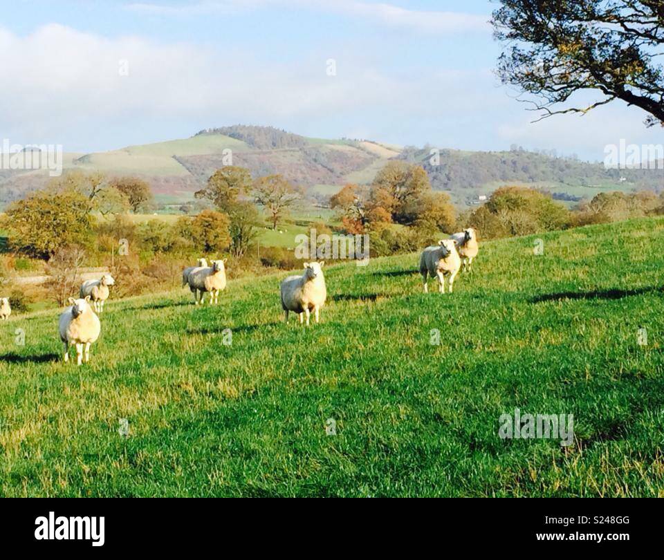 Cumbrian sheep hi-res stock photography and images - Alamy
