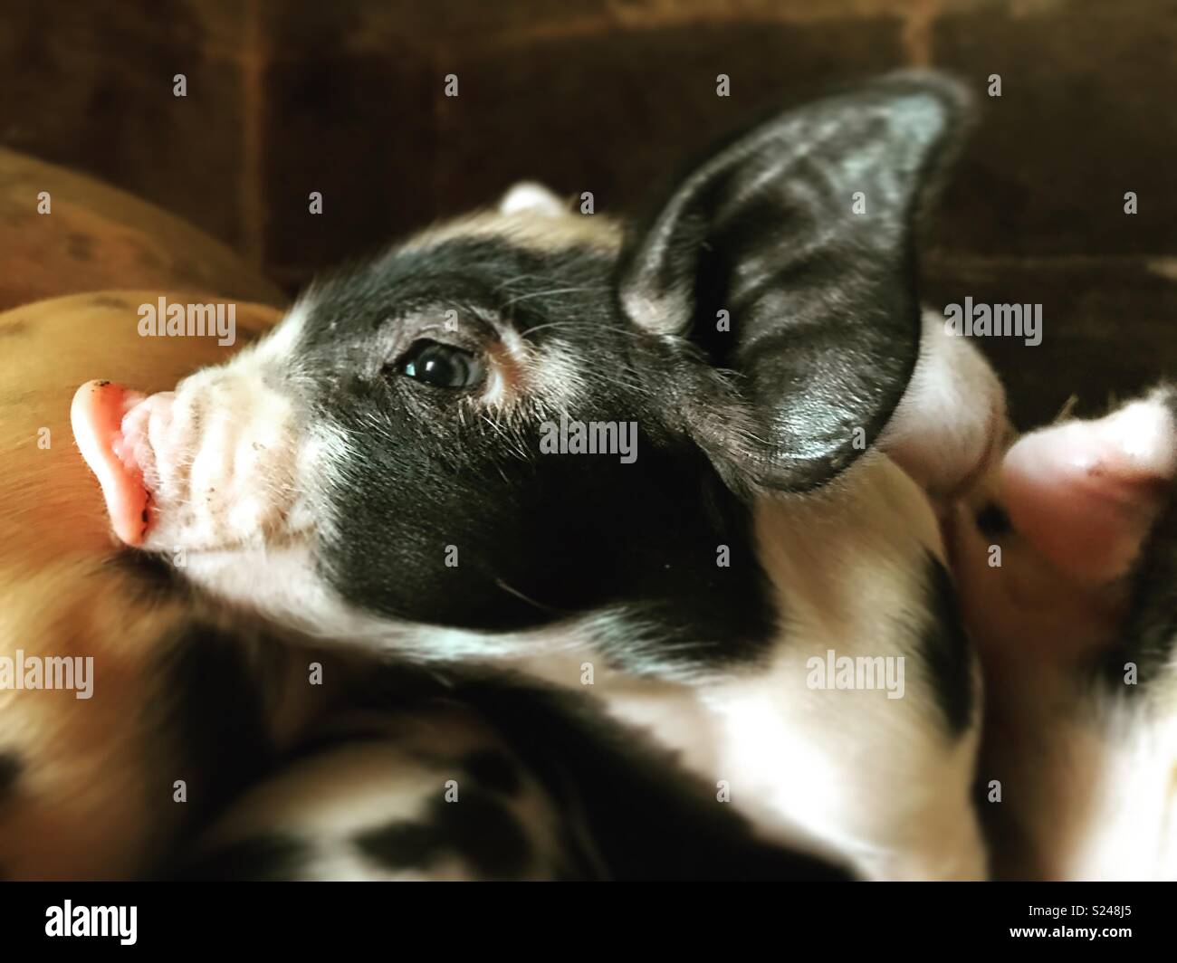 Gloucester old spot piglet hi-res stock photography and images - Alamy