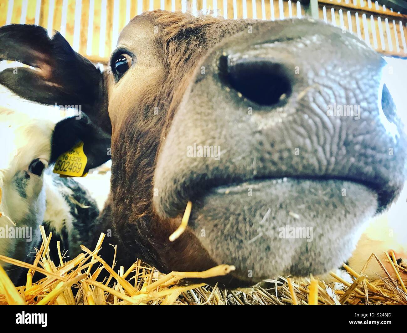 Moo cow hi-res stock photography and images - Alamy