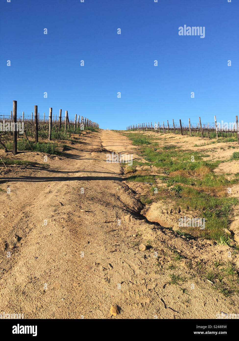 Wine yard hi-res stock photography and images - Alamy