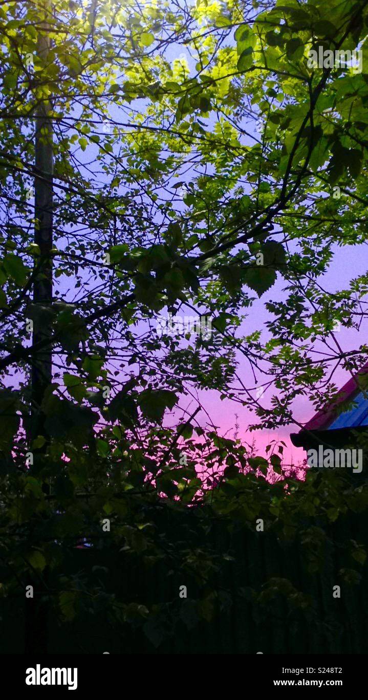 Sunset through green leaves Stock Photo - Alamy