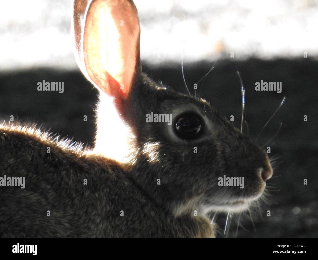 Cute little bunny in the woods Stock Photo - Alamy