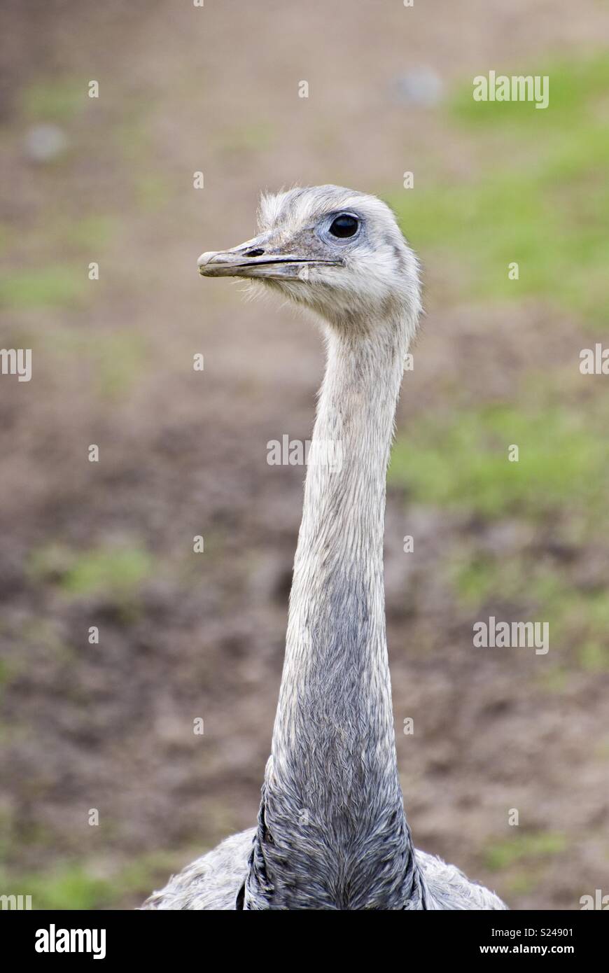 Ostrich neck hi-res stock photography and images - Alamy