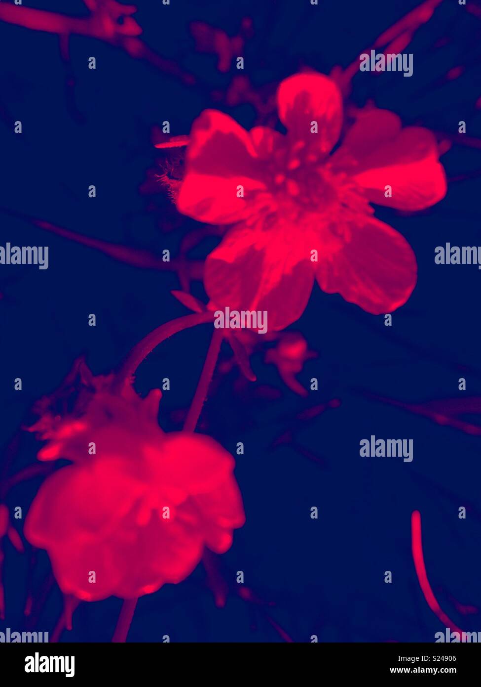 Red tinted photo of field flower Stock Photo - Alamy