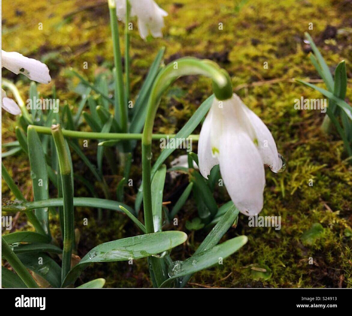 Cute snowdrops with rain dropping off Stock Photo - Alamy