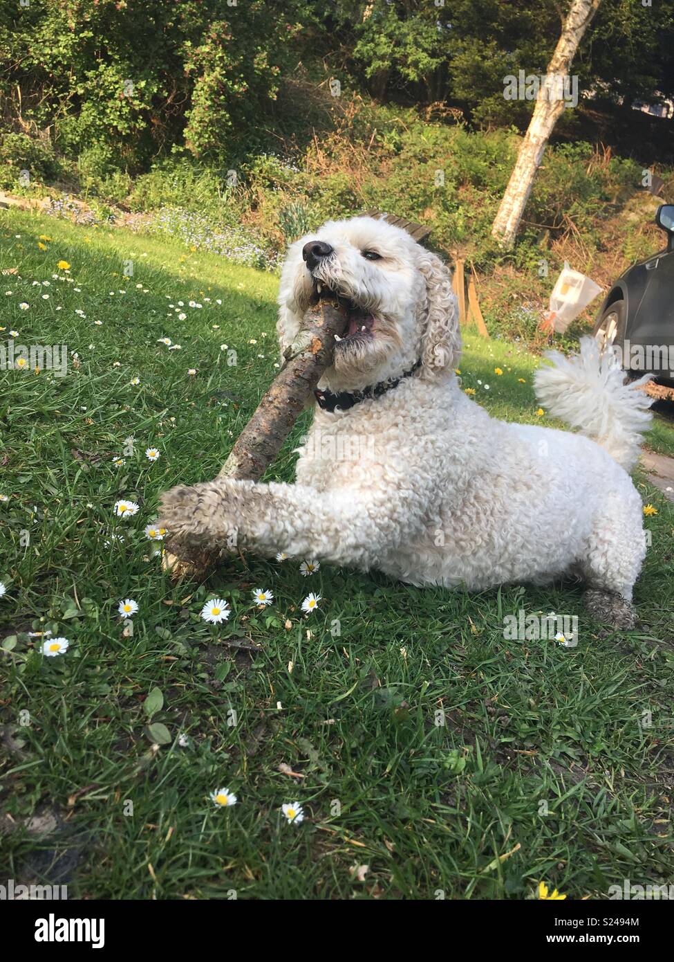 Chewing flowers hi-res stock photography and images - Alamy