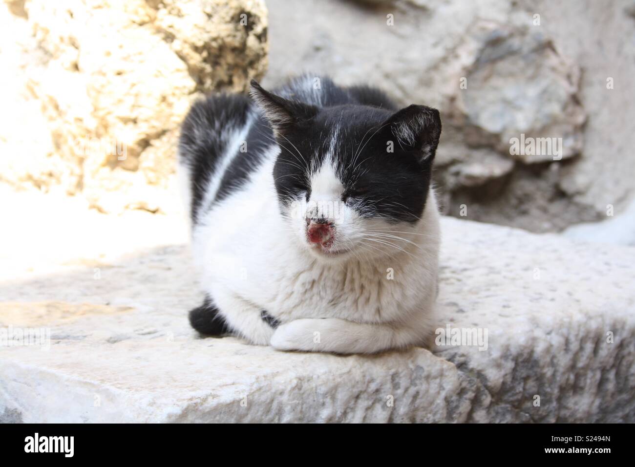 Black cat snoozing hi-res stock photography and images - Alamy