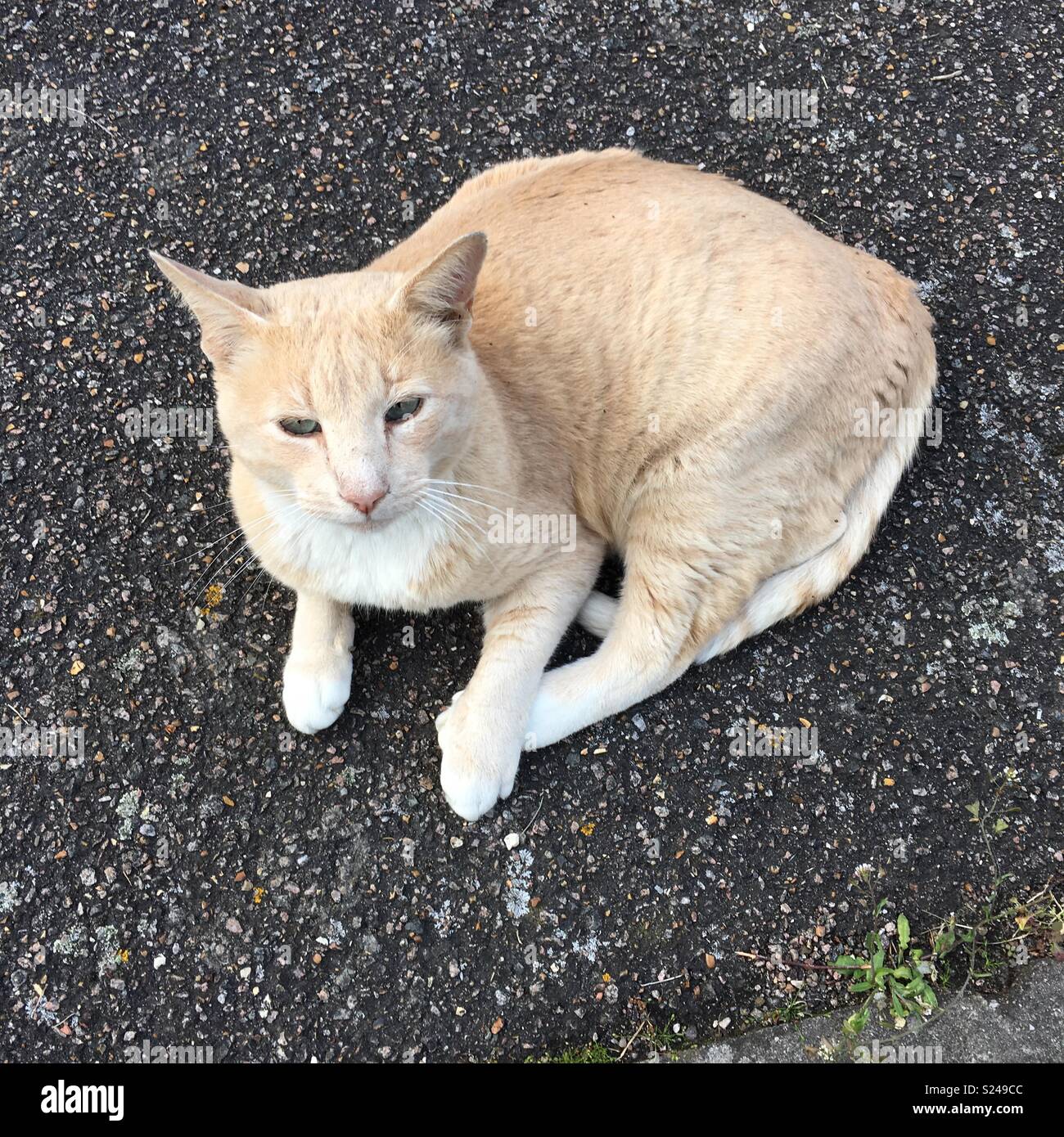 Ginger tom hi-res stock photography and images - Alamy