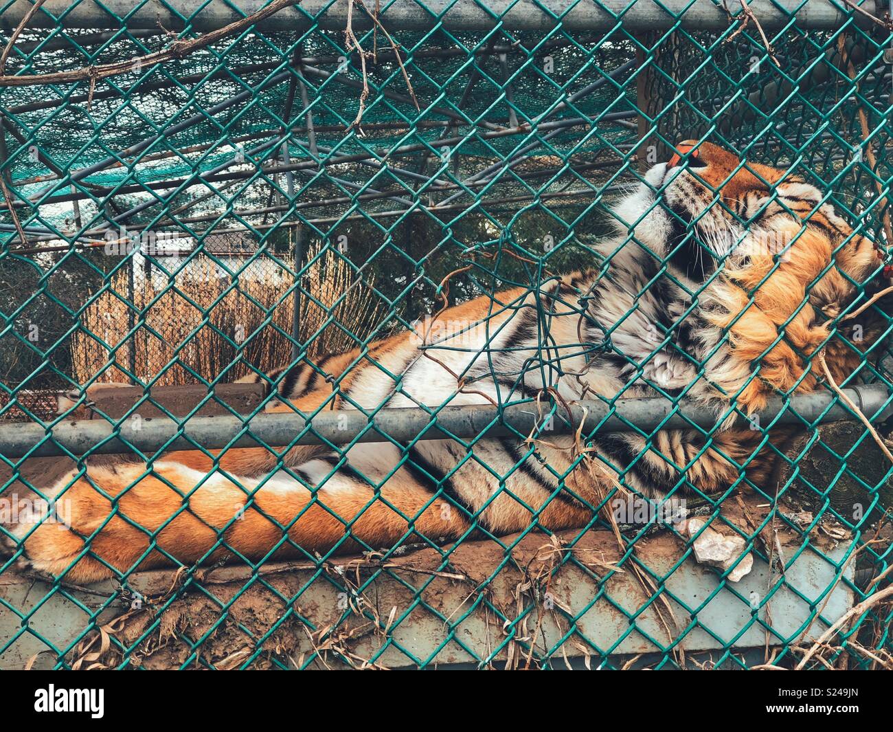 Tiger napping in enclosure with head pressed up against fencing Stock ...