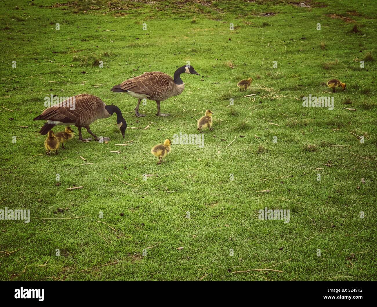 Baby geese goslings hi-res stock photography and images - Alamy