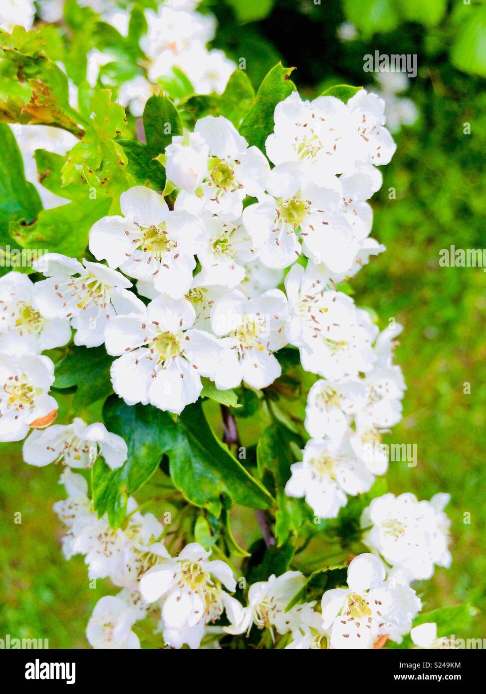 Hawthorn in flower hi-res stock photography and images - Alamy