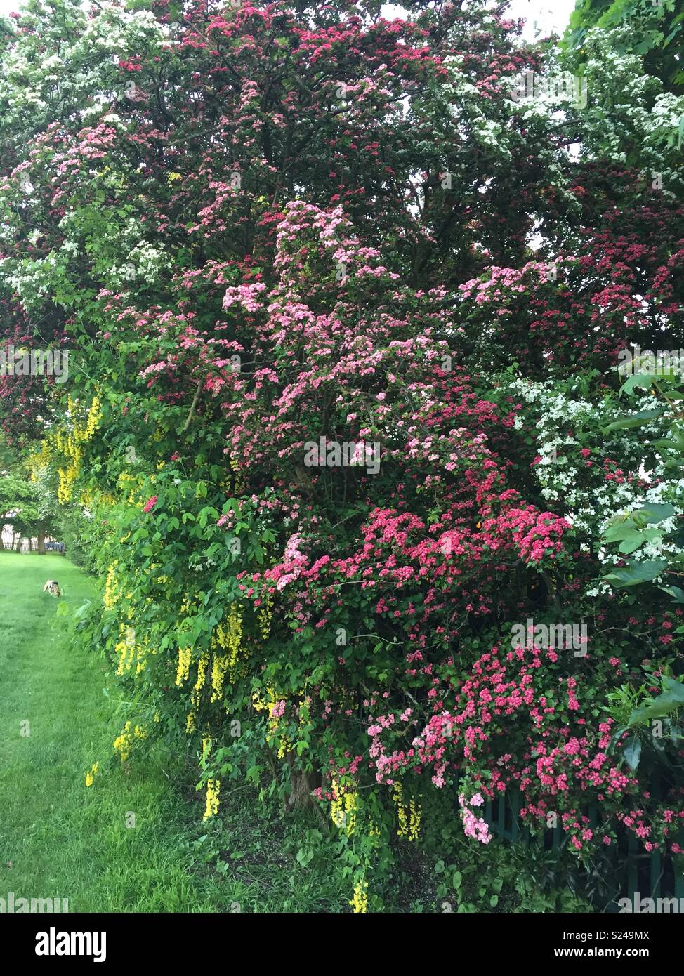 Green bush and shrubs hi-res stock photography and images - Alamy