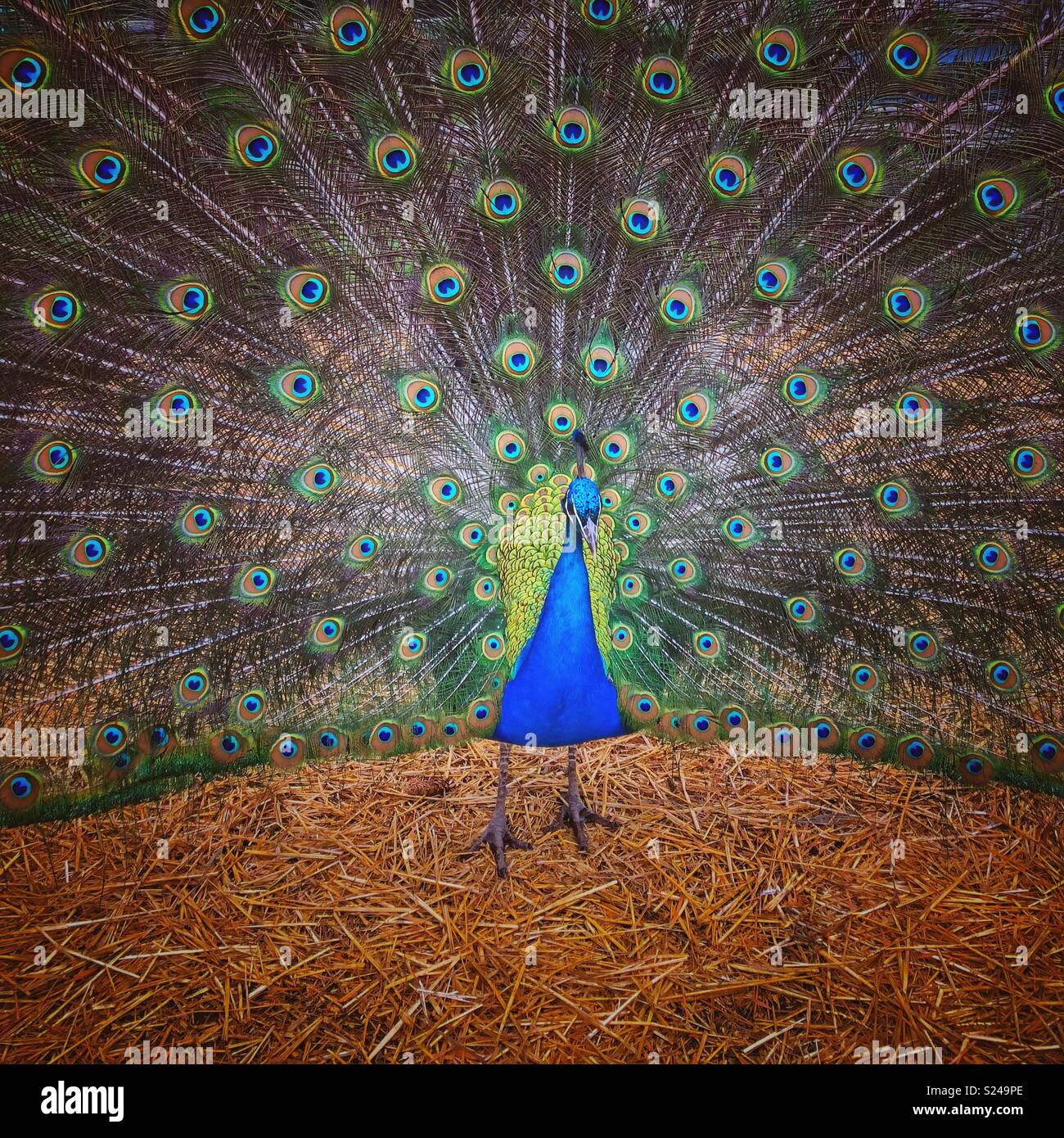 Peacock displaying tail feathers hi-res stock photography and images ...