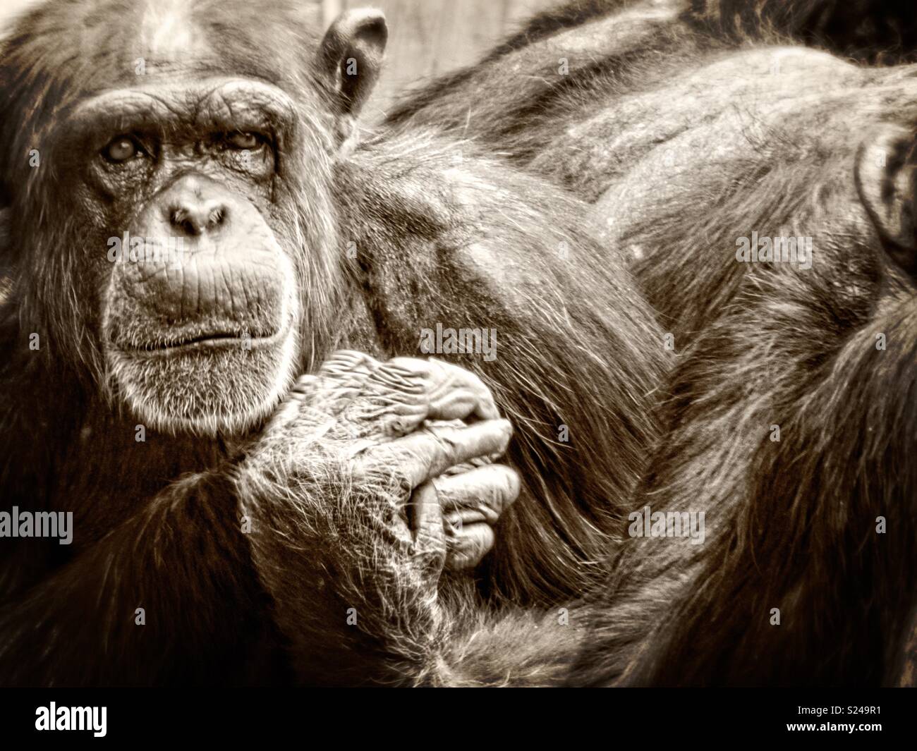 Chimp hands hi-res stock photography and images - Alamy