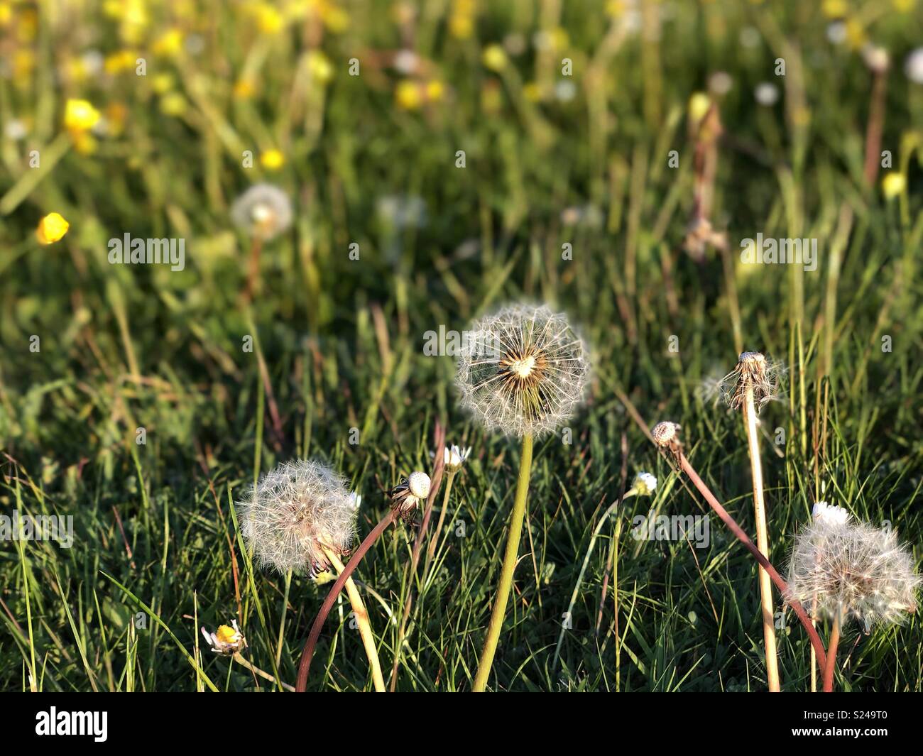 Dandelion clock seed heads in a grass meadow at twilight Epping, UK ...