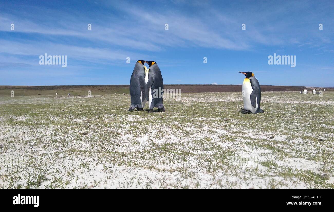 Three’s a crowd Stock Photo - Alamy