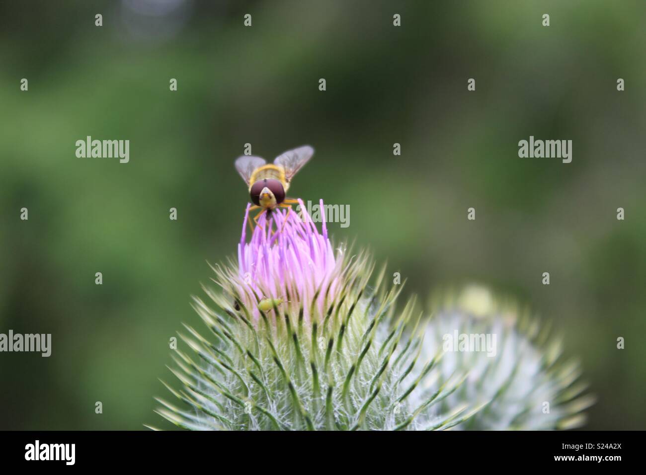 One with nature 🍃 Stock Photo - Alamy