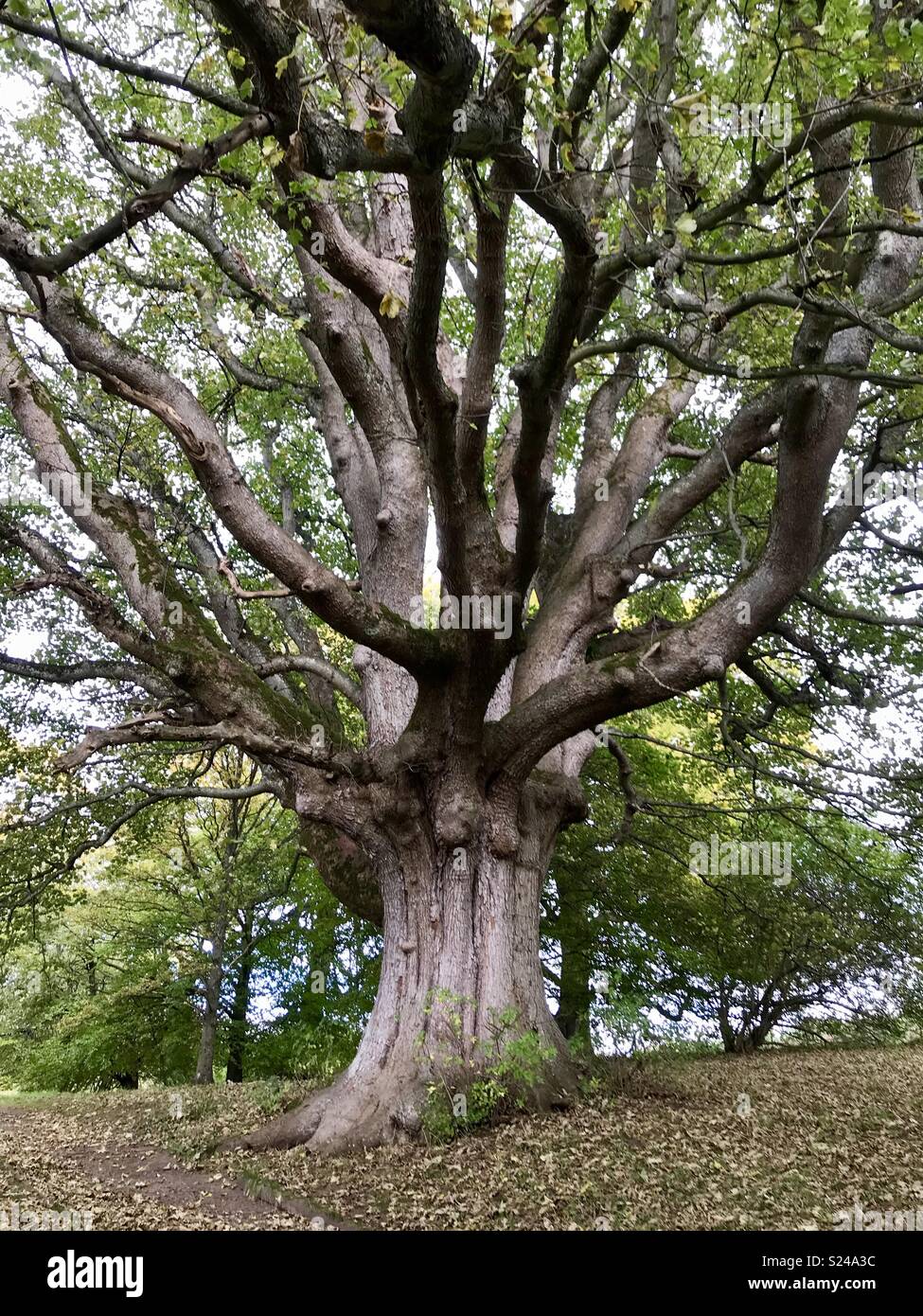 Tree large old hi-res stock photography and images - Alamy