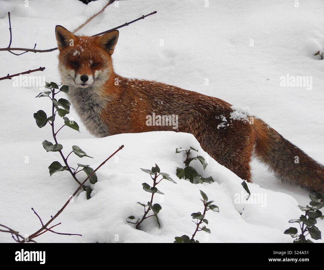 Fox in the snow Stock Photo - Alamy