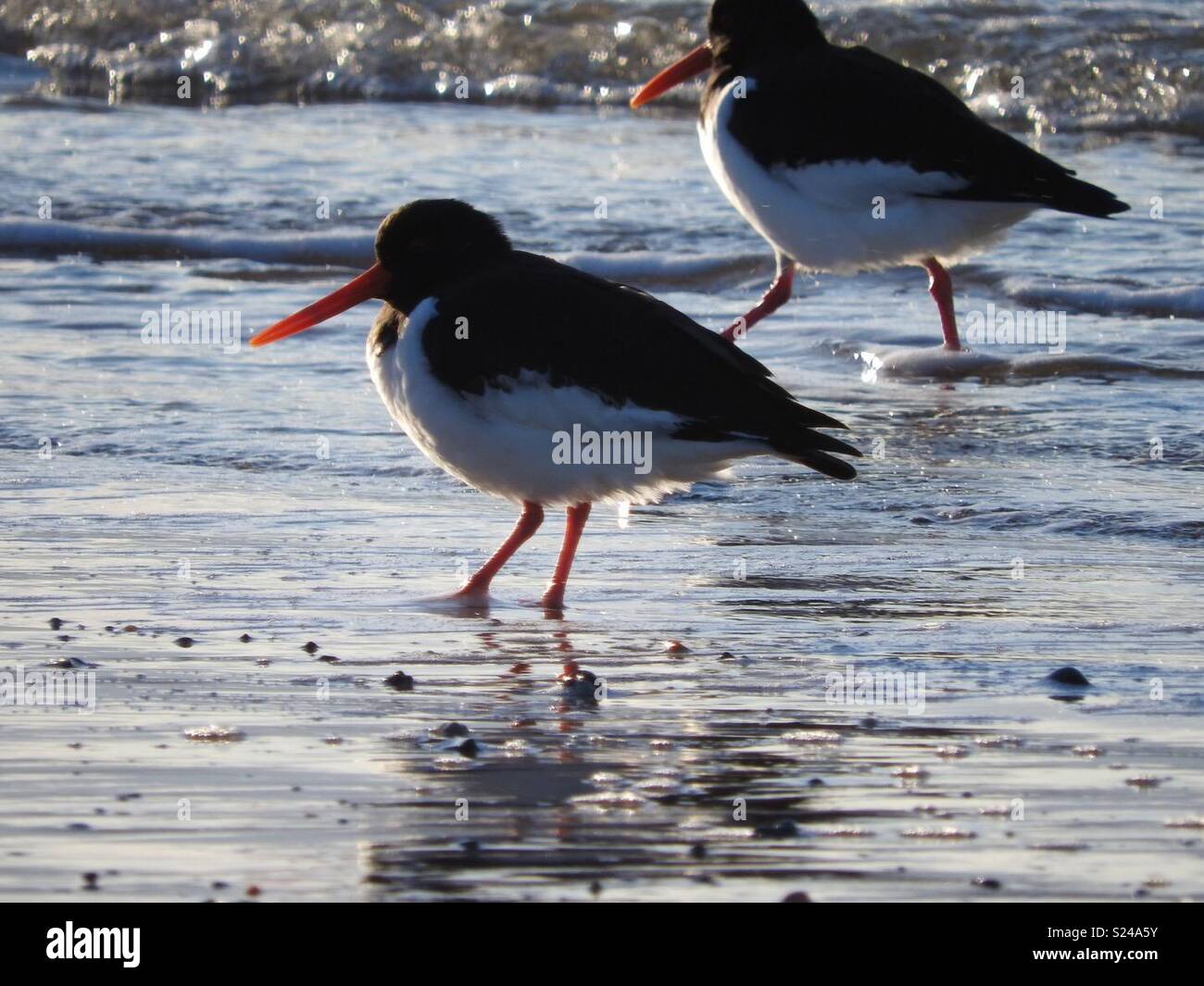 Birds on the beach hi-res stock photography and images - Alamy