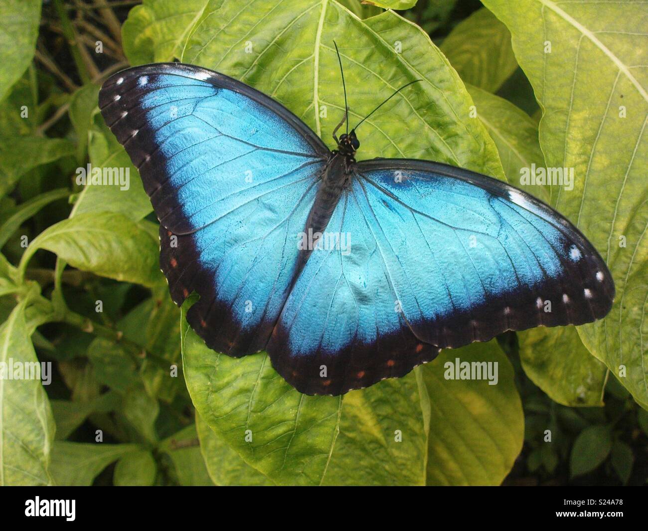 Blue butterfly hi-res stock photography and images - Alamy