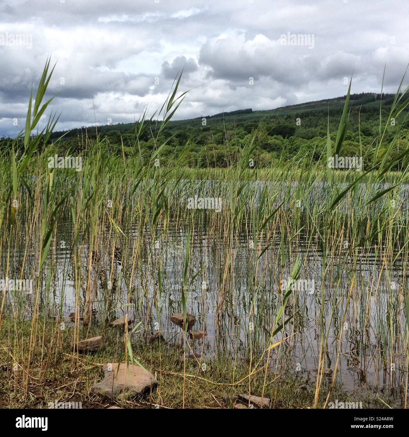 Lakeside grasses hi-res stock photography and images - Alamy