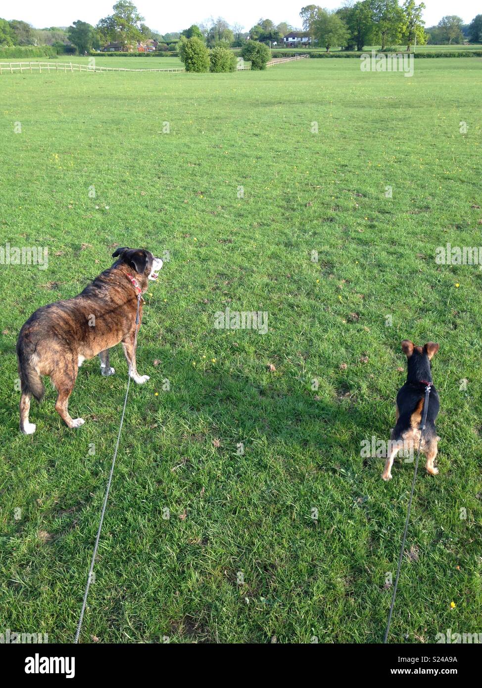 Spring time walks Stock Photo - Alamy