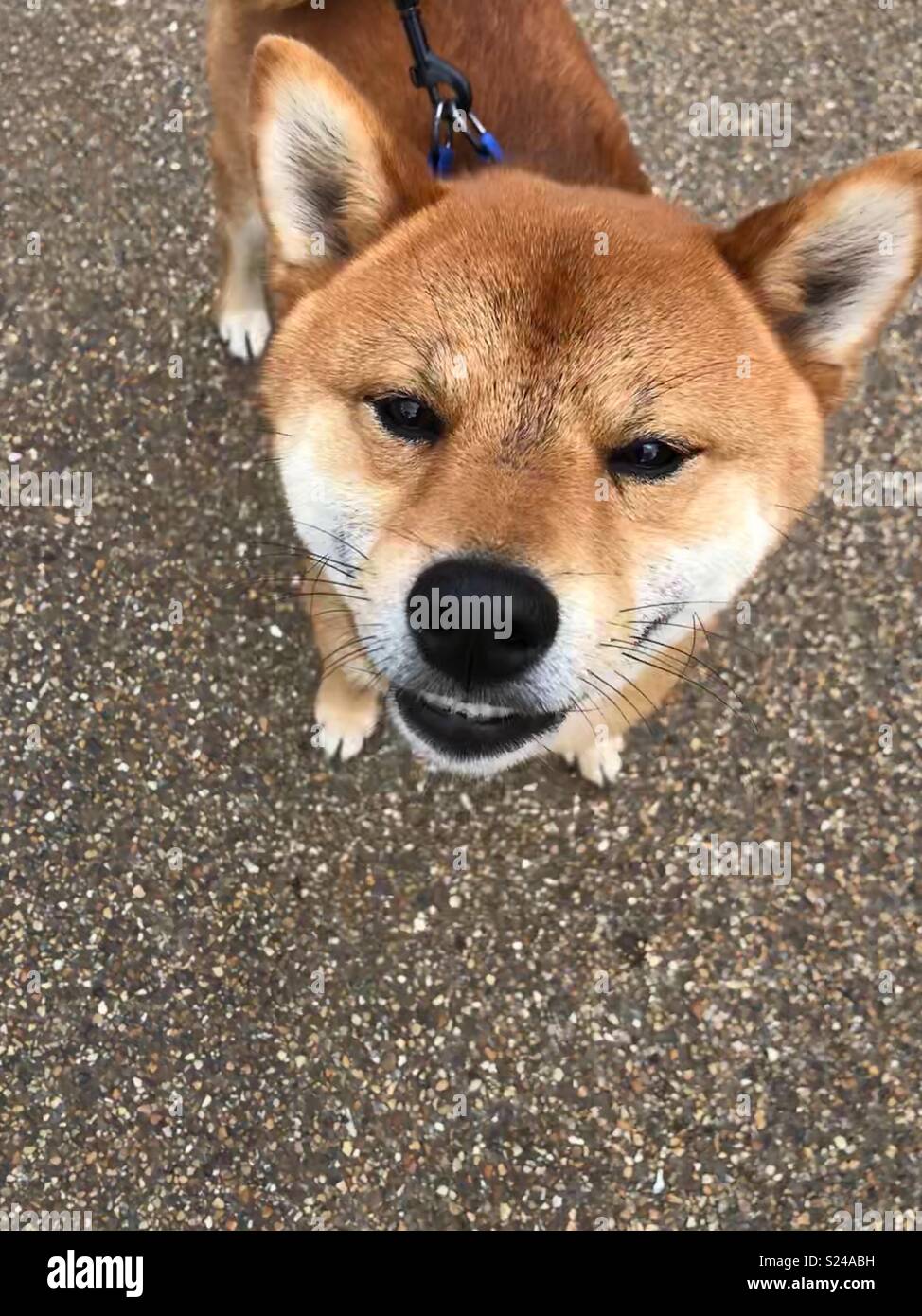 Smiling dog hi-res stock photography and images - Alamy
