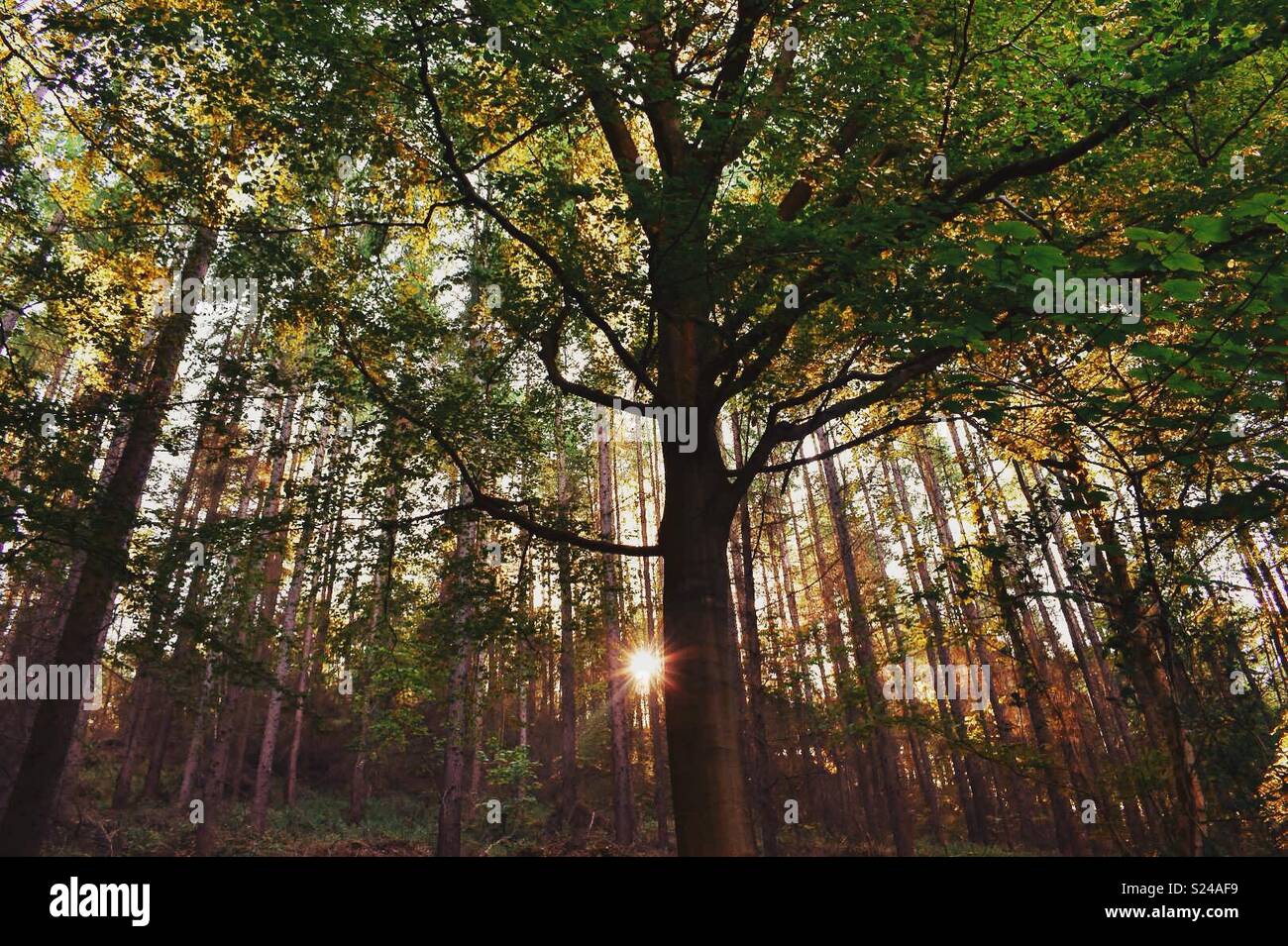 Ambient sun hi-res stock photography and images - Alamy