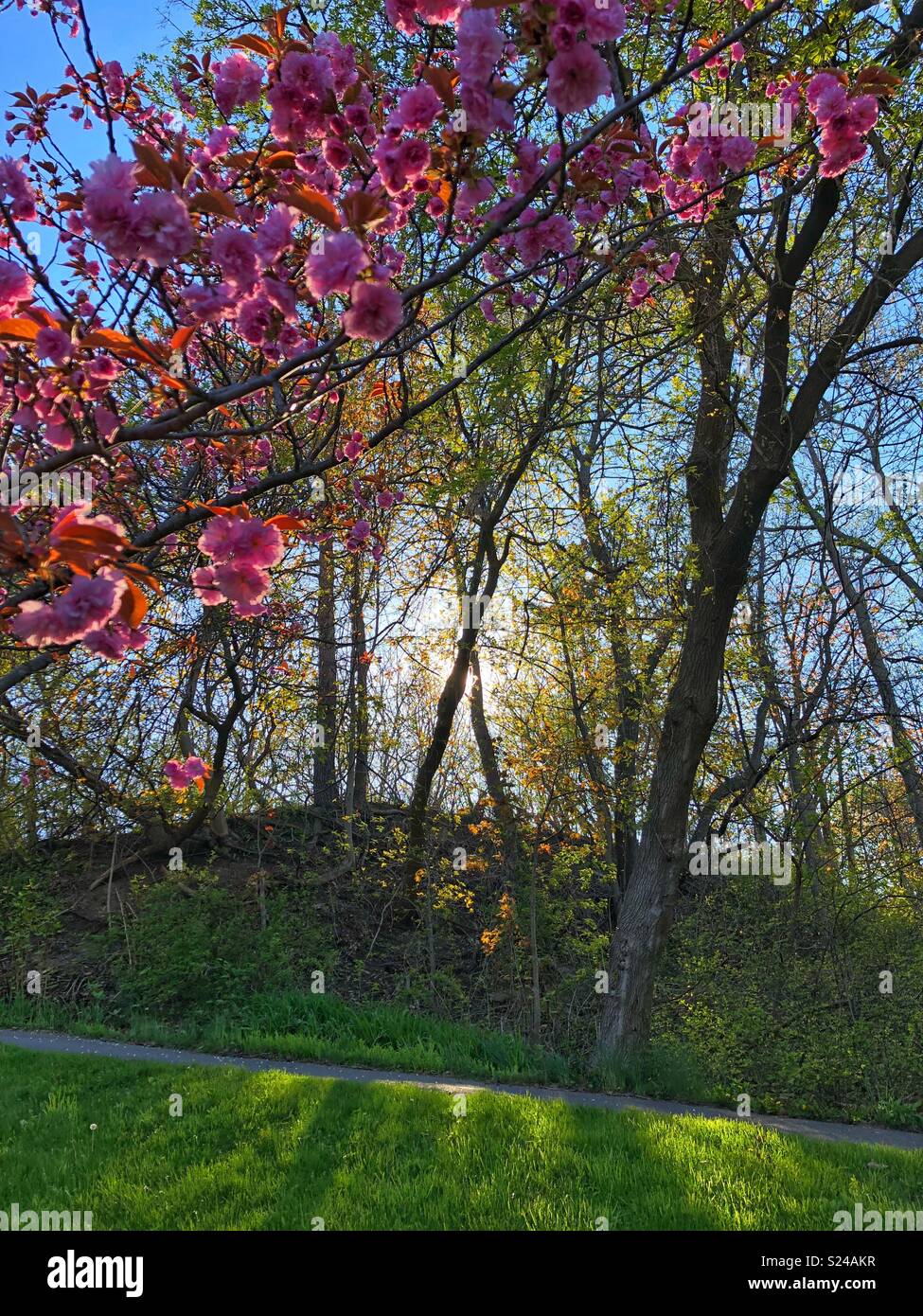 Blossoming almond trees illuminated by the sun rays Stock Photo - Alamy