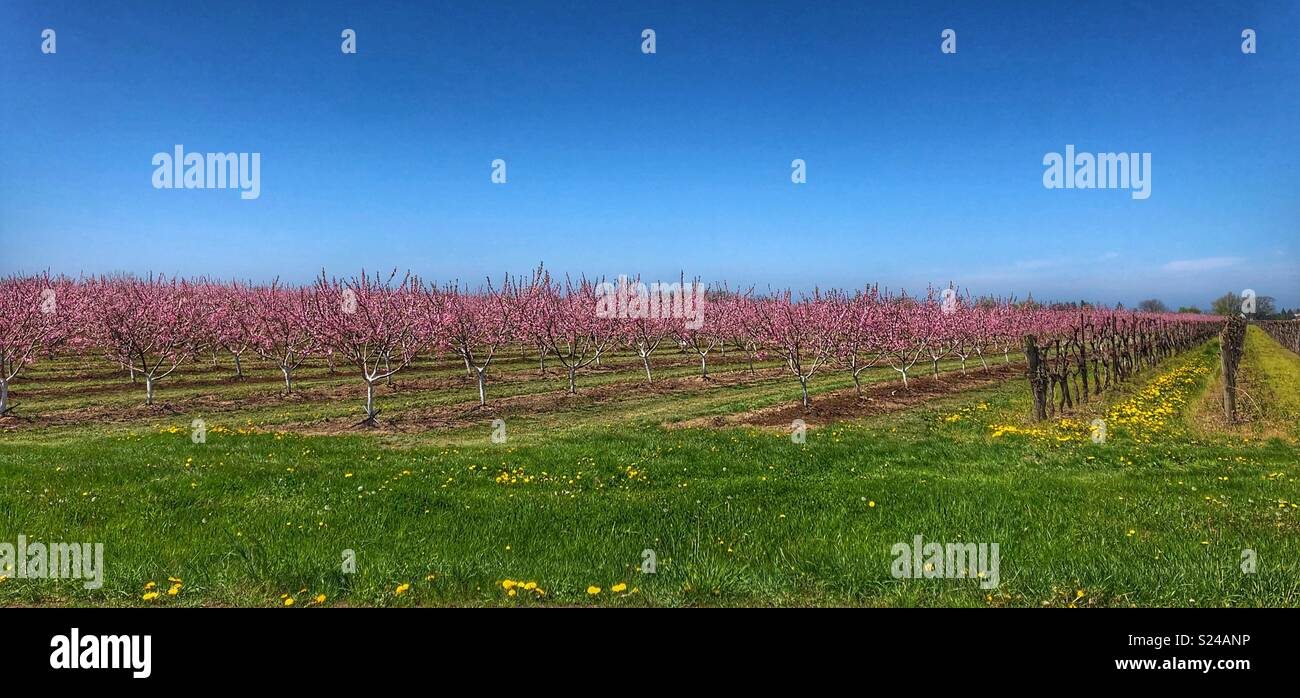 Budding peach trees alongside vineyards in Niagara-on-the-Lake, Ontario ...