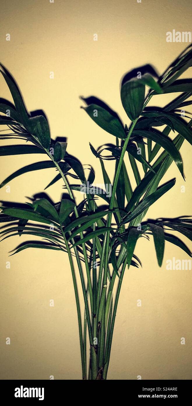 Miniature palm tree hi-res stock photography and images - Alamy