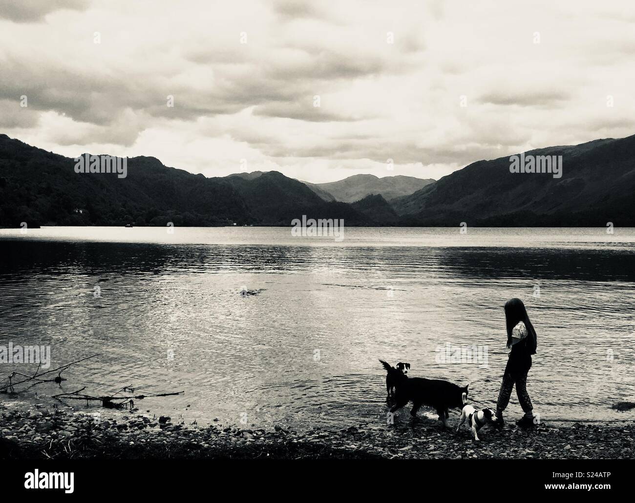 Dog walking around Windermere Stock Photo - Alamy