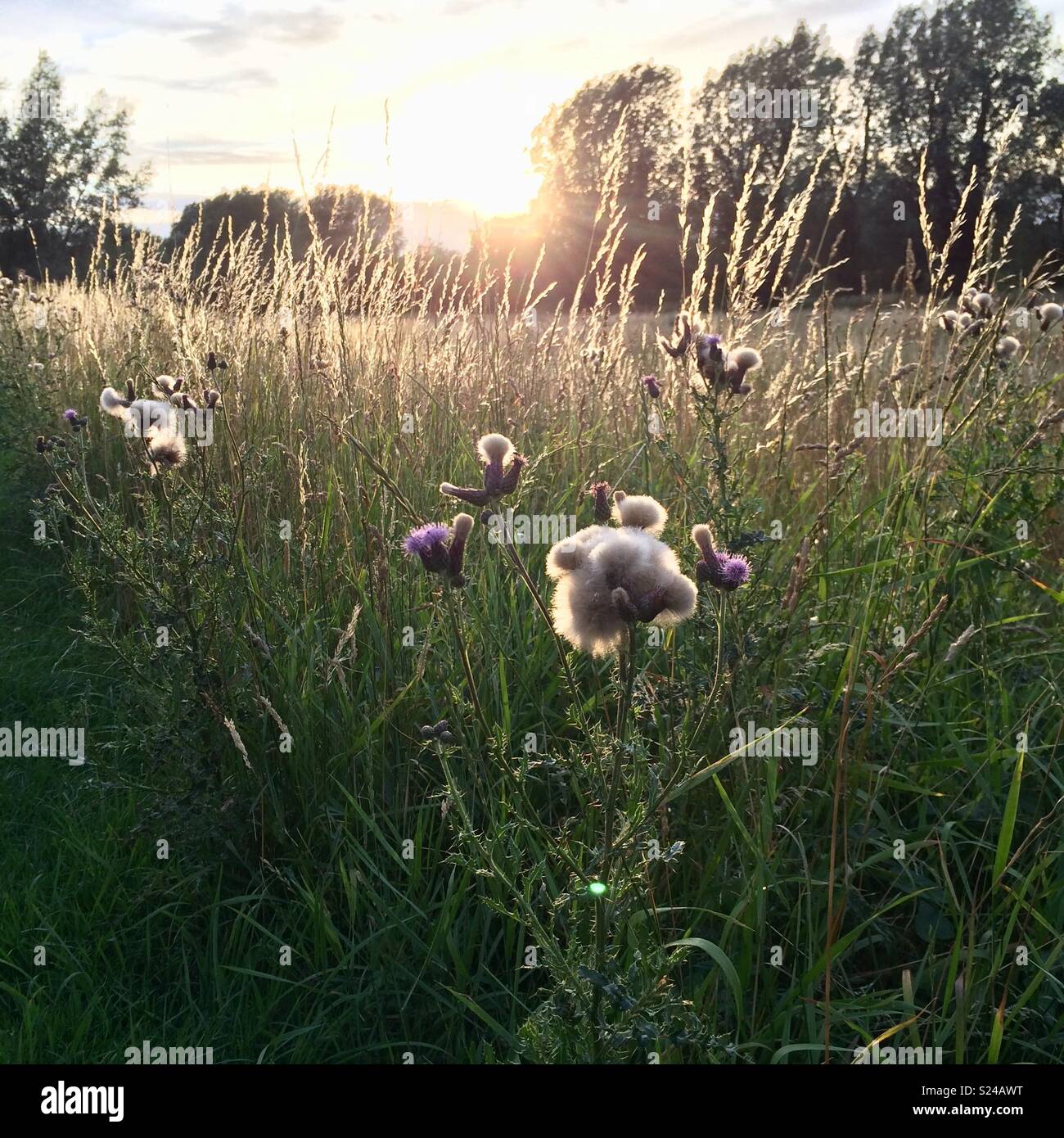 British countryside sunset hi-res stock photography and images - Alamy